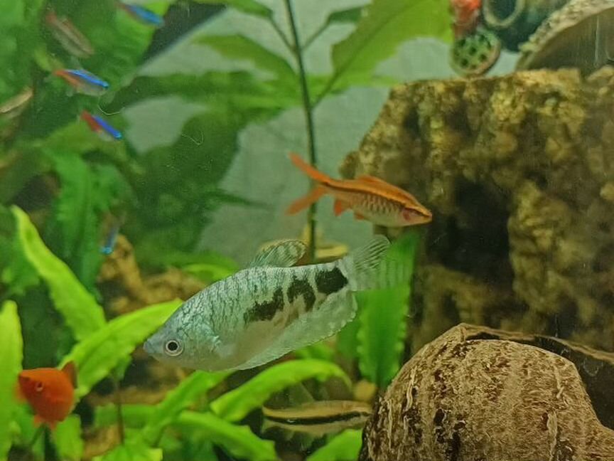 Аквариумные рыбки