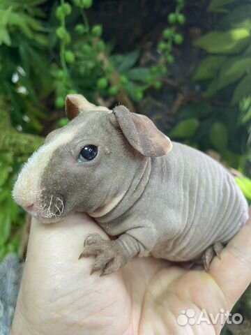 Морская свинка скинни