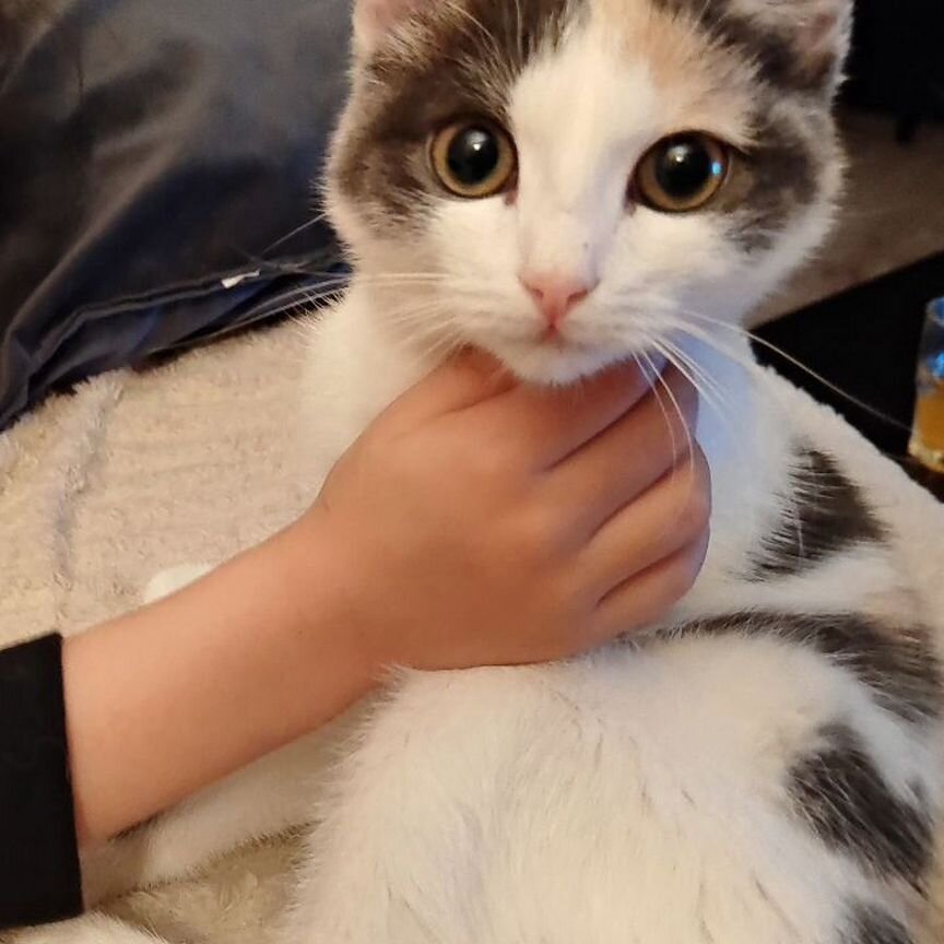 Отдам в добрые руки кошечку