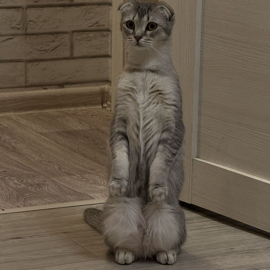 Шотландская вислоухая короткошёрстная кошка, вязка