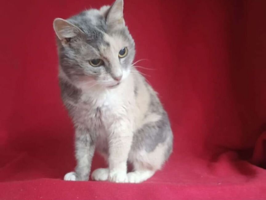 Кошка Зайка