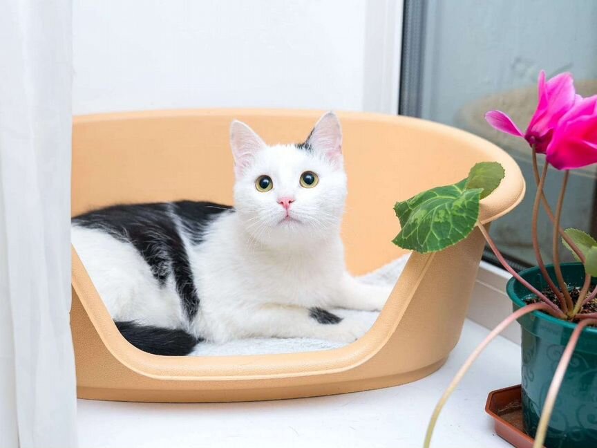 Котик мечтает о доме