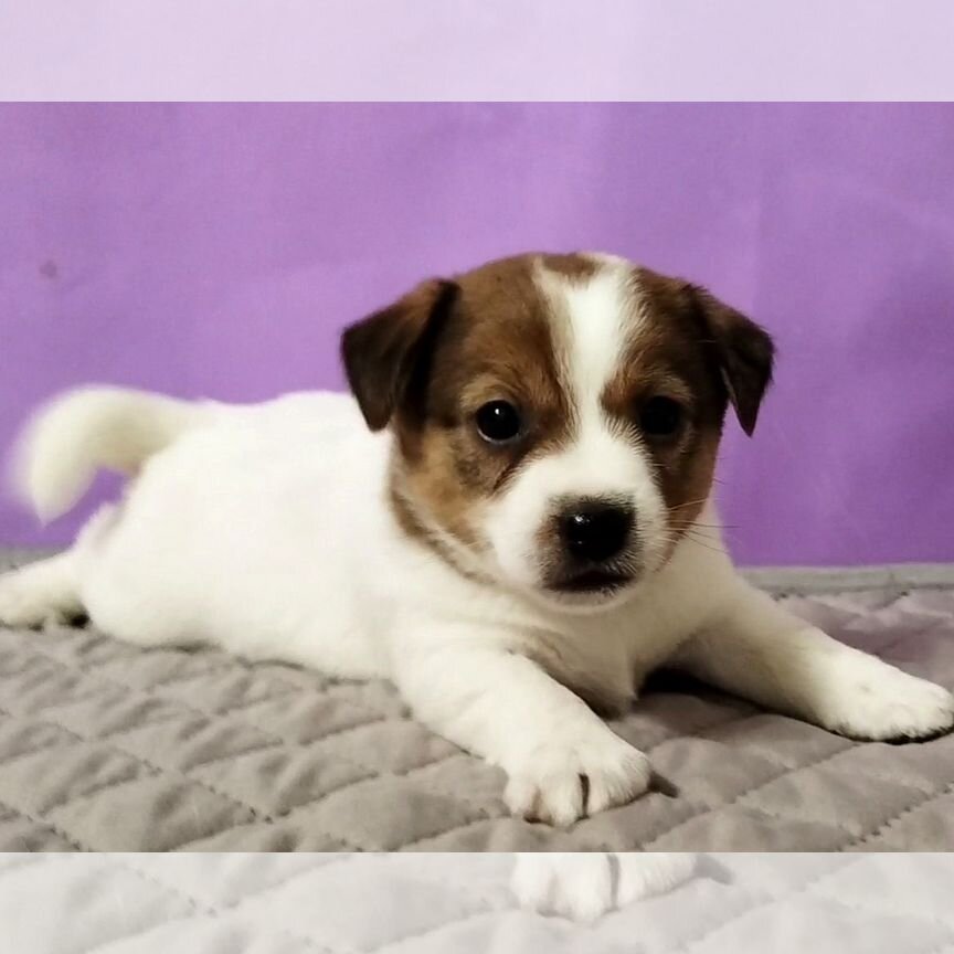 Джек-рассел-терьер, щенок