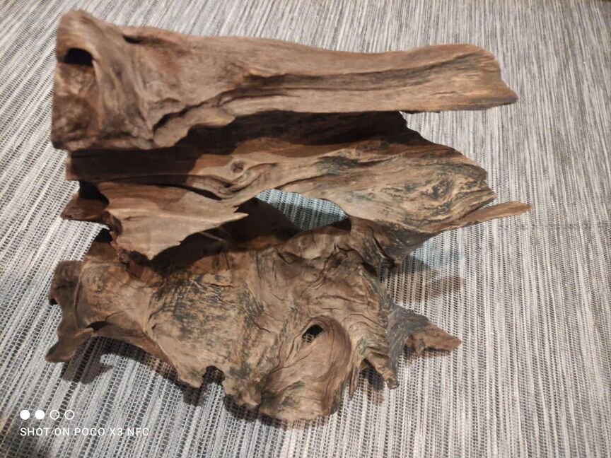 Мангры коряга