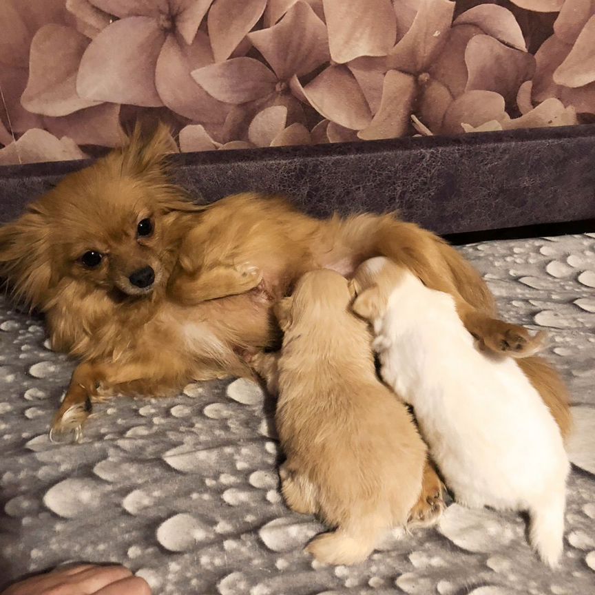 Щенки шпица