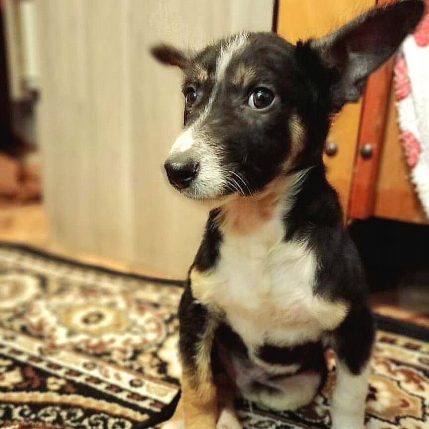 Щенок мелкой породы Бимка в дар