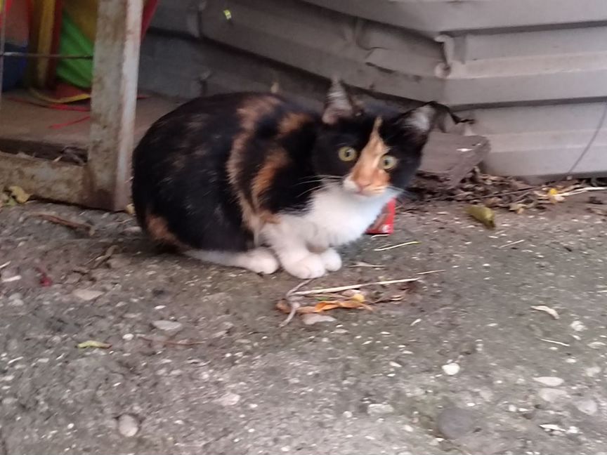 Красивый котенок, кошечка 3х цветная, 6 мес