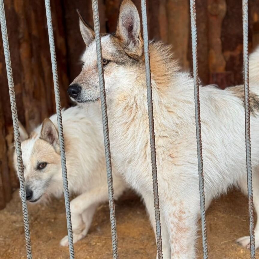 Собаки в добрые руки