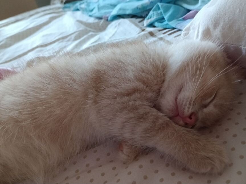 Котята, мальчики