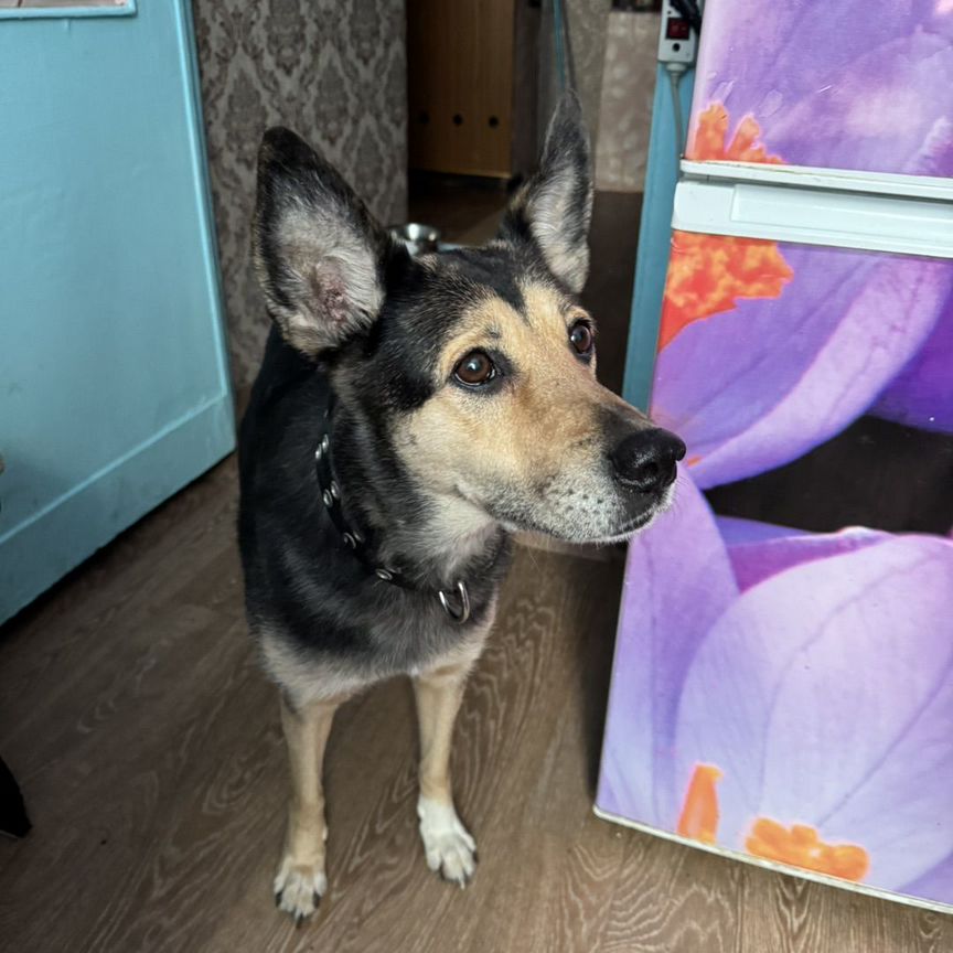 Отдам собачку в хорошие руки