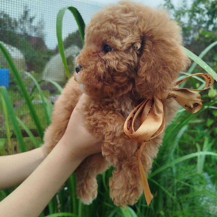 Той пудель девица