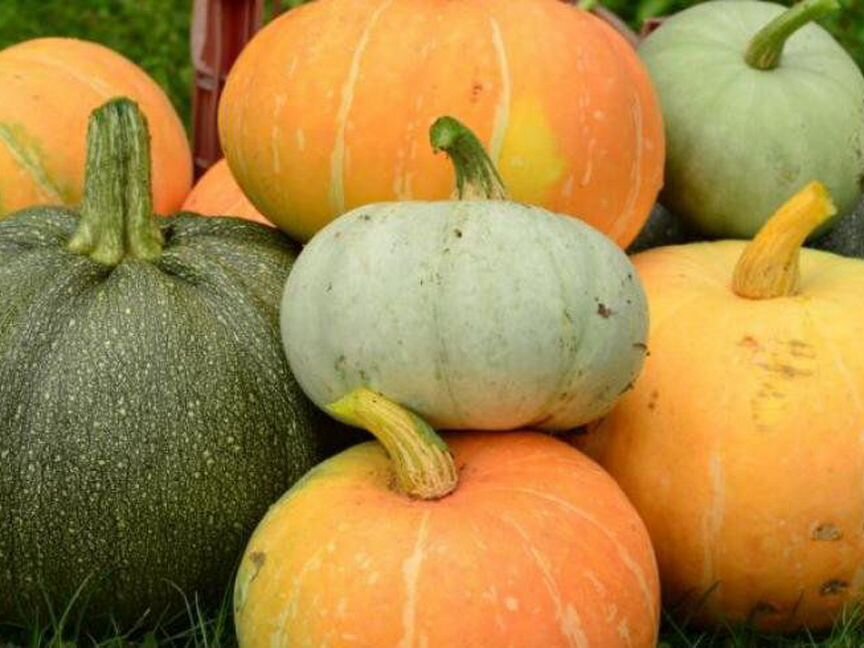 Тыква оптом