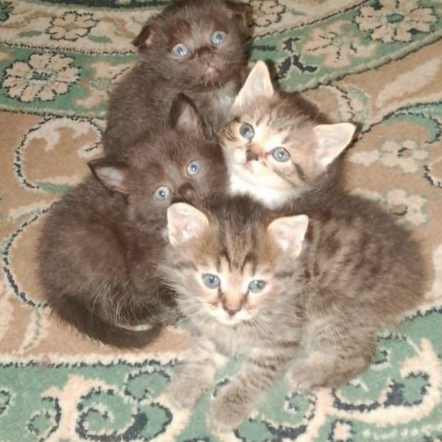 Шотландский вислоухий короткошёрстный котёнок