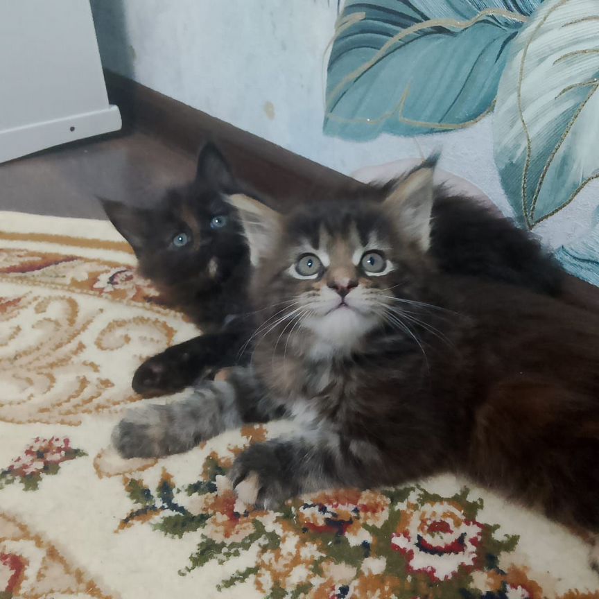 Котята мейн-кун