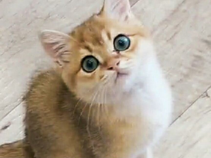 Золотая затушеванная шиншилла с родословной