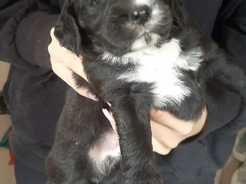 Собака русский спаниель