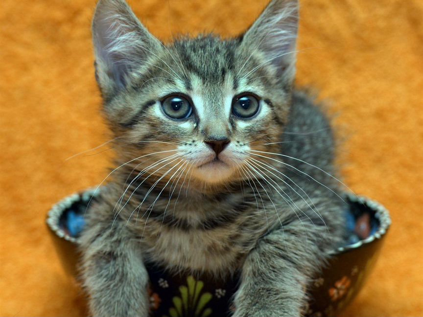Полосатое чудо. котенок. 2 мес