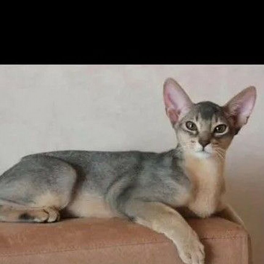 Абиссинский кот