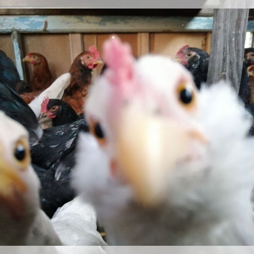 Курочки молодки цветные