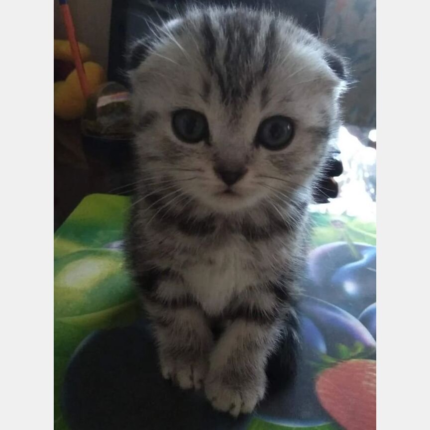 Шотландская вислоухая кошка