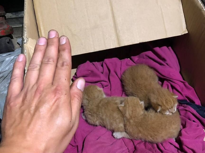 Рыжие котята бесплатно