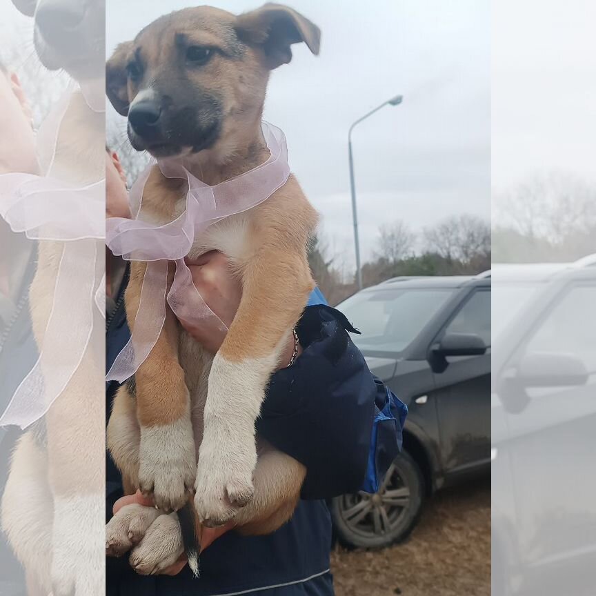 Щенок в добрые руки