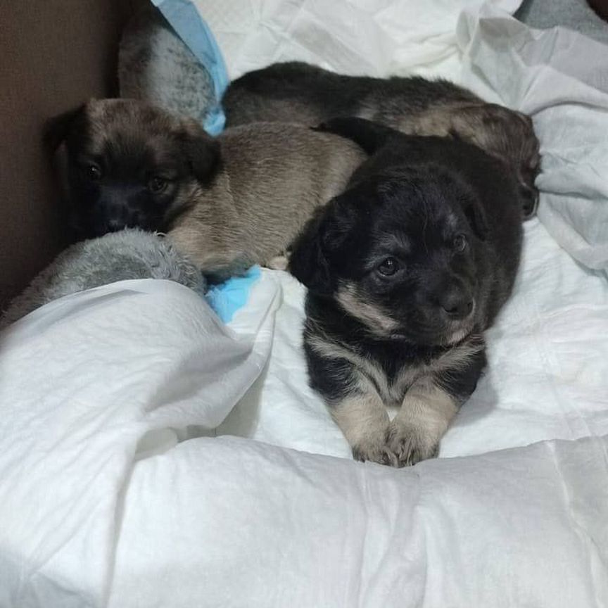 Собака в добрые руки