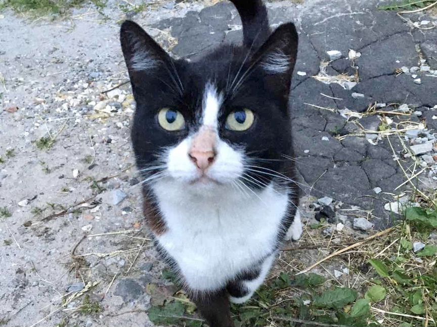 Кошка в дар