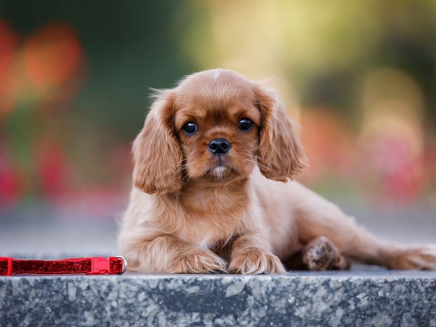 Щенки Кавалер кинг чарльз спаниель