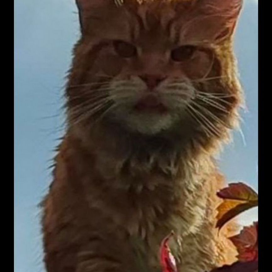 Кошки