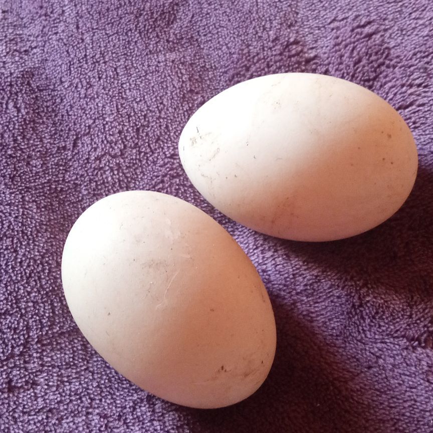 Яйца для инкубации индоуток