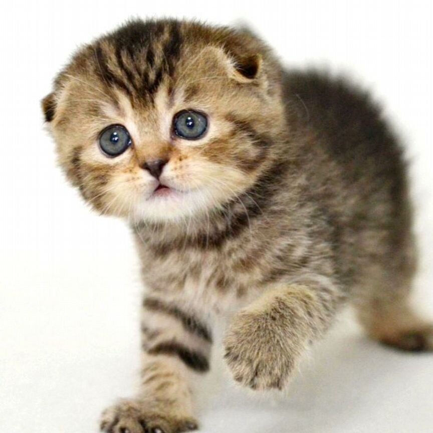 Вислоухие Тигрята)