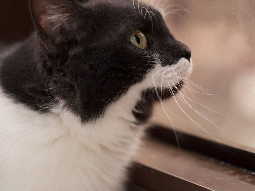 Сенюшка (кот)
