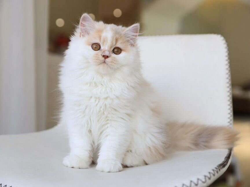 Длинношерстная британочка