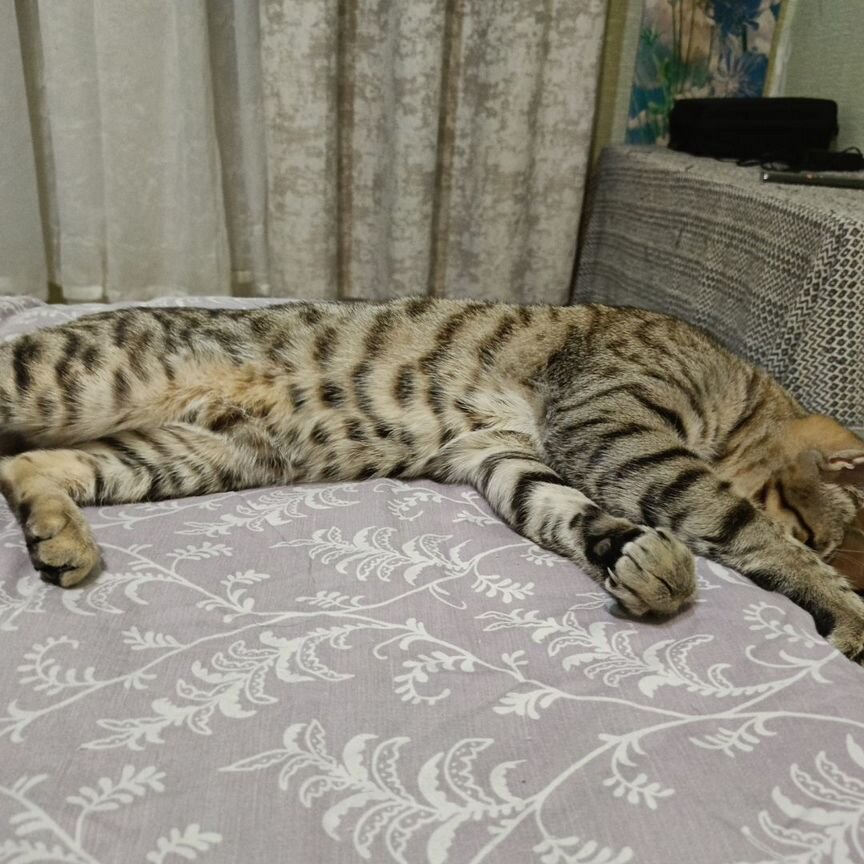 Кот