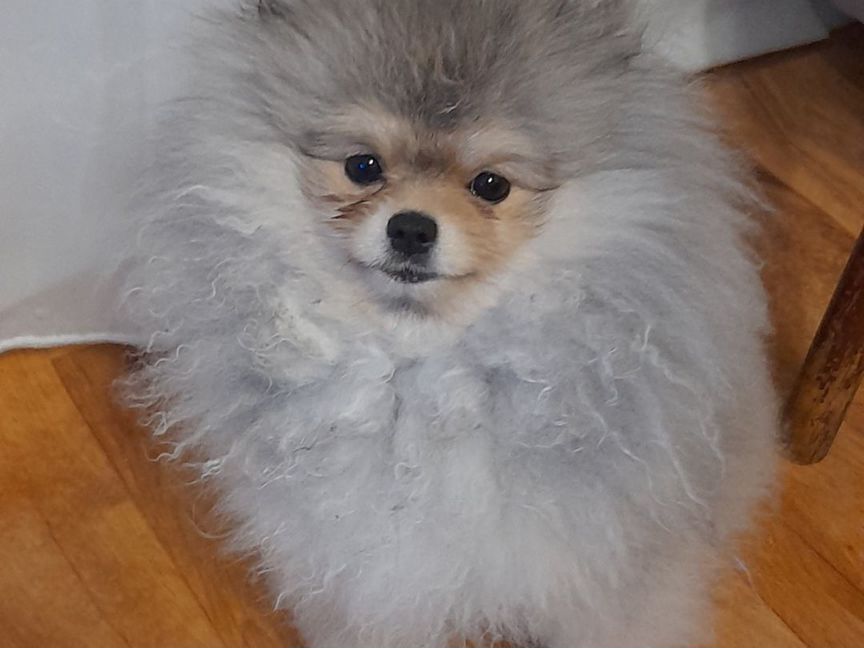 Померанский шпиц