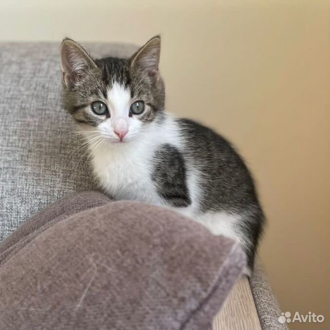 Толстенький Карасик котенок мальчик