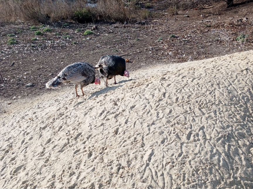 Продаются индюки 7 месячные