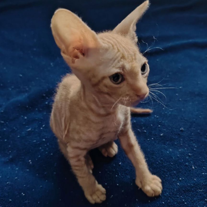 Донской сфинкс котёнок