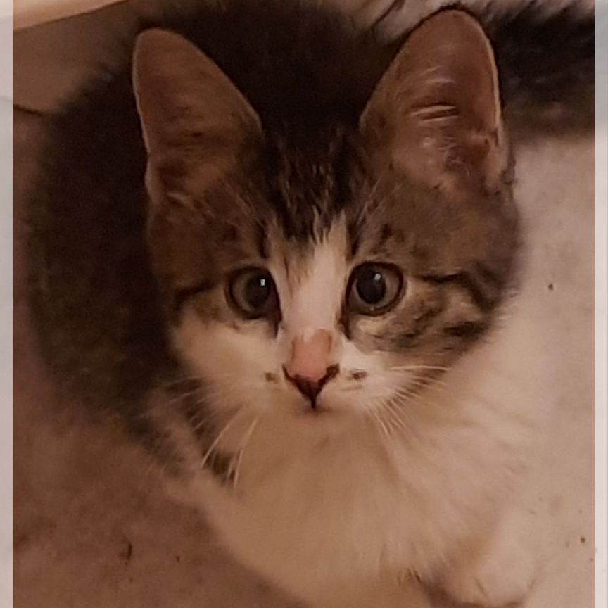 Котенок в дар
