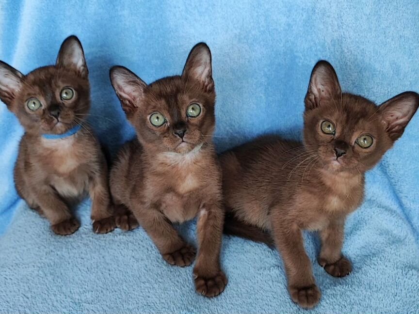 Бурманский котята с родословной