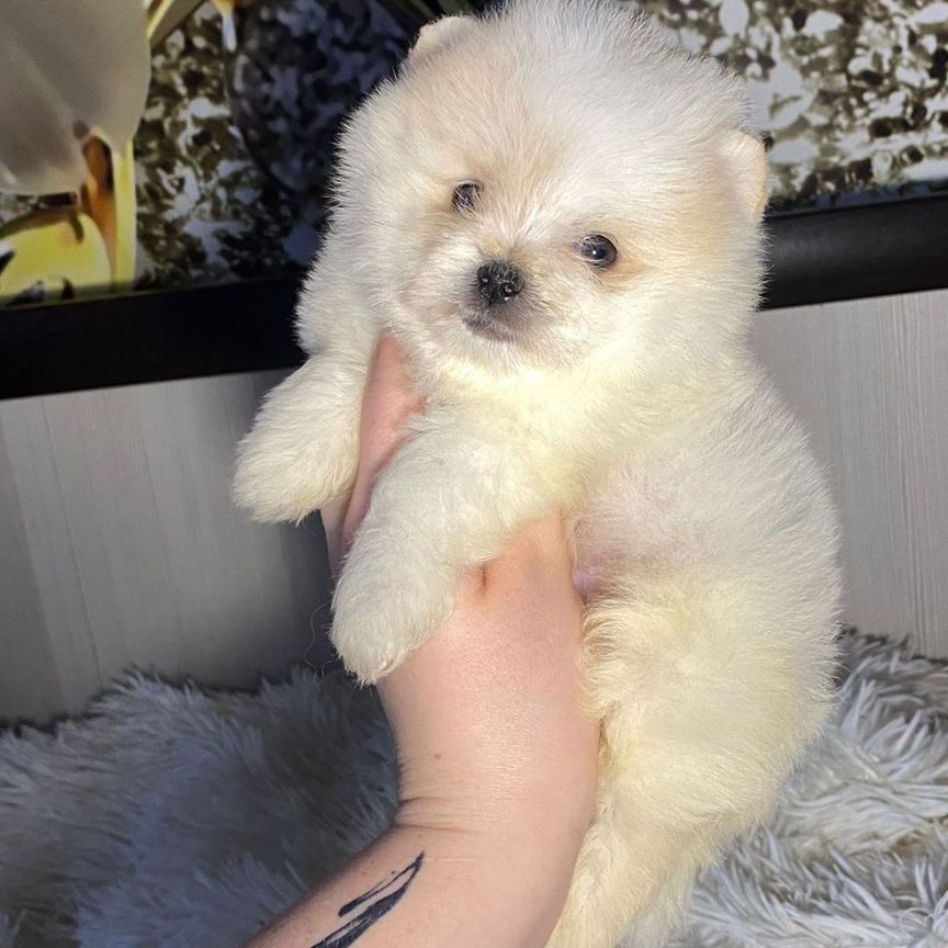 Мальтийский шпиц