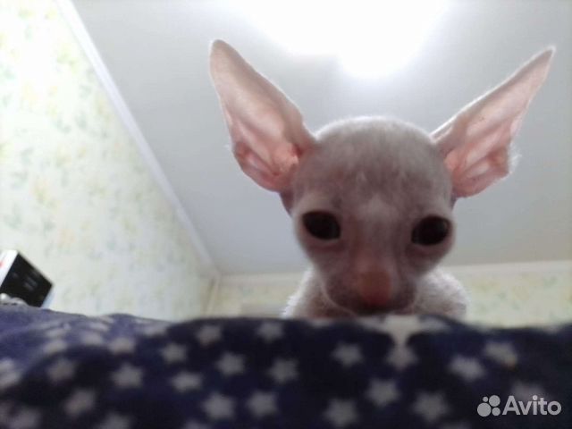 Очень маленький котик - крошка