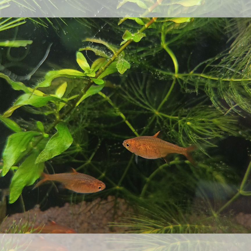 Аквариумные рыбы гуппи отоцинклюсы коридорасы ам