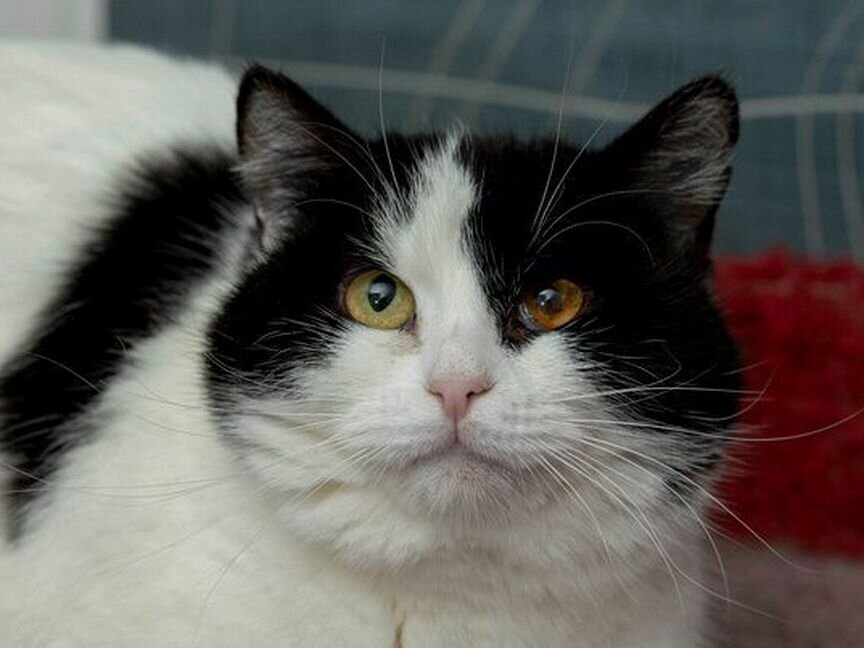 Шикарная кошка британка Ника в добрые руки