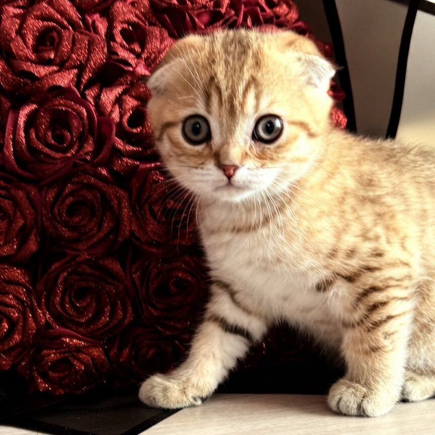 Шотландский вислоухий короткошёрстный котёнок
