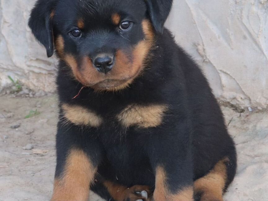 Ротвейлера мальчик 1,5 месяца