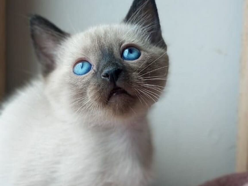 Тайский котик