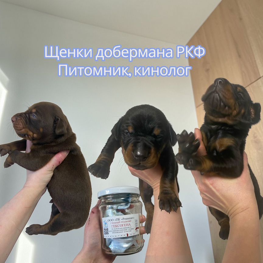 Доберман, щенок