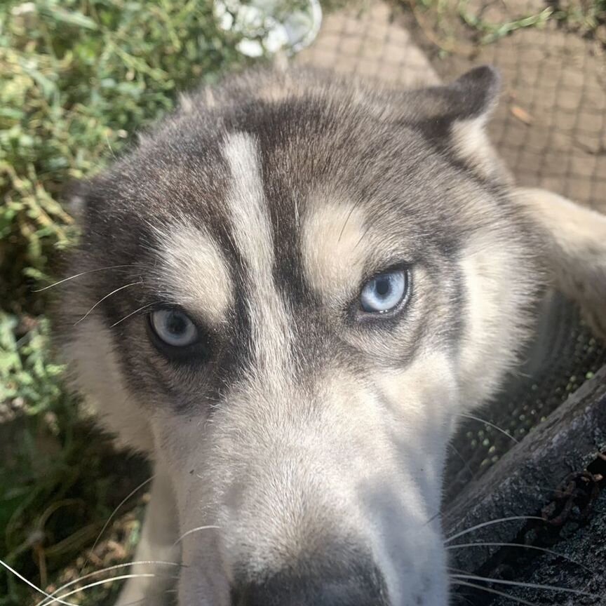 Хаски в добрые руки